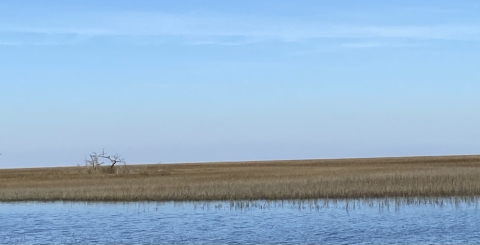 Saving the Salt Marsh | U.S. Fish & Wildlife Service