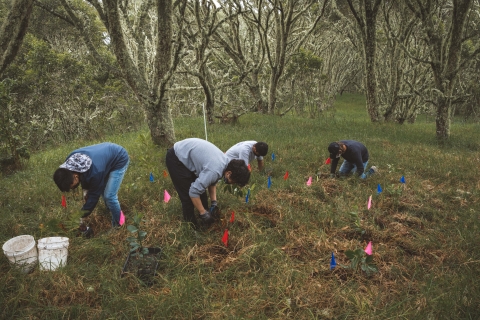 Birds of Hakalau Forest and Kona Forest | U.S. Fish & Wildlife Service
