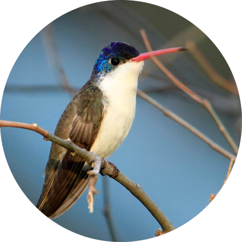Hummingbirds of North America | U.S. Fish & Wildlife Service