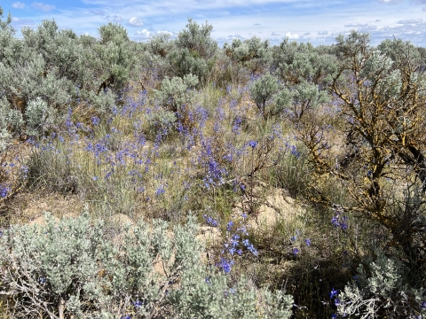 New Story Map Highlights Conservation in Washington's Sagebrush Country ...
