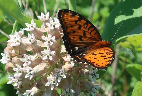 USFWS Proposes ESA Protections for Both Subspecies of the Regal ...