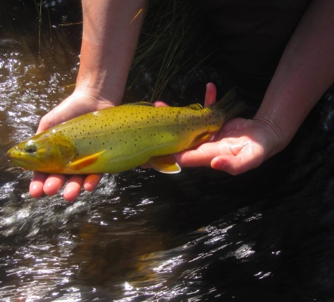 Apache Trout Conservation | U.S. Fish & Wildlife Service