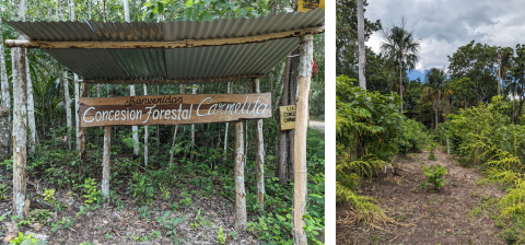 Carmelita Forestry Concession entrance and reforestation (International ...