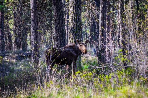 Turnbull NWR - Moose on Bluebird Trail | FWS.gov