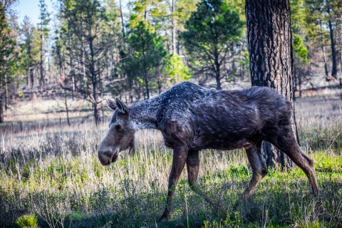 Turnbull NWR - Moose Near Wheeler Pond | FWS.gov