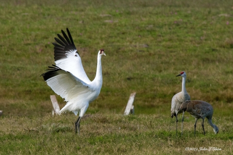 Cranes of North America: A Conservation Success Story | U.S. Fish ...