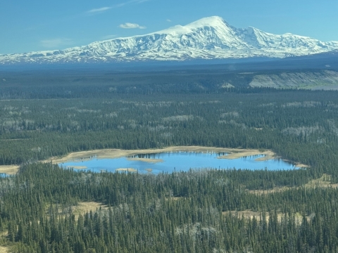 2026 WBPHS Field Report - Alaska and Yukon | U.S. Fish & Wildlife Service