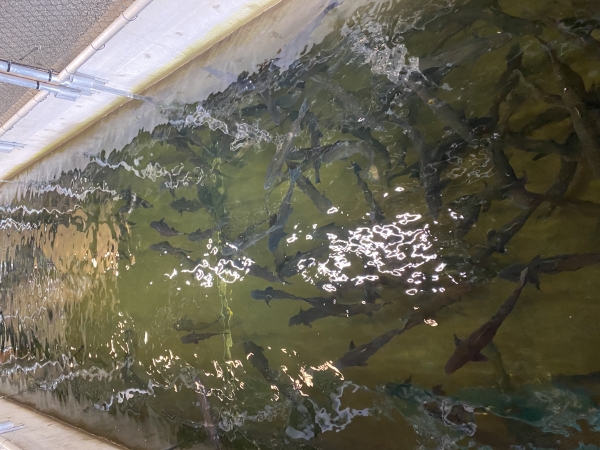 Fish viewing at Warm Springs National Fish Hatchery | FWS.gov