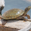 rio grande turtle
