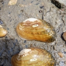 Fluted Kidneyshell | FWS.gov