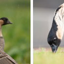 The nēnē (Hawaiian goose) is endemic to the Hawaiian Islands and is the ...