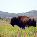 Bison | FWS.gov