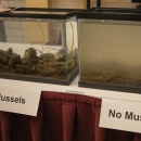 Freshwater Mussel Water Filtration.jpg | FWS.gov