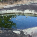 granite-outcrop-pool-Georgia-Clare-Callahan-USFWS.jpg | FWS.gov