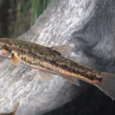Ash Meadows speckled dace for Banner.jpg | FWS.gov