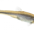 Sand shiner | FWS.gov