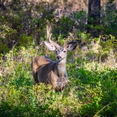 Turnbull NWR - Mule Deer | FWS.gov