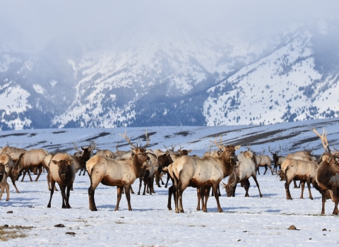 National Elk Refuge | U.S. Fish & Wildlife Service