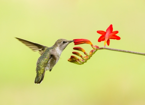 Bird Pollinators | U.S. Fish & Wildlife Service
