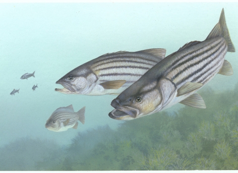 Chimney Swifts | U.S. Fish & Wildlife Service